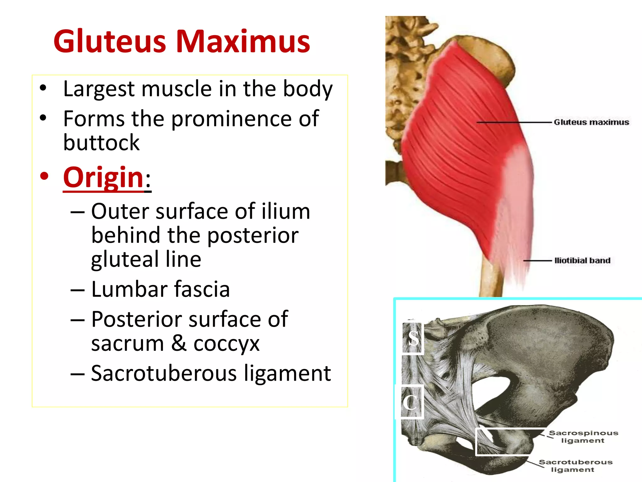 02 THE GLUTEAL REGION-AN OVERVIEW OF KURIA SERIES.pptx