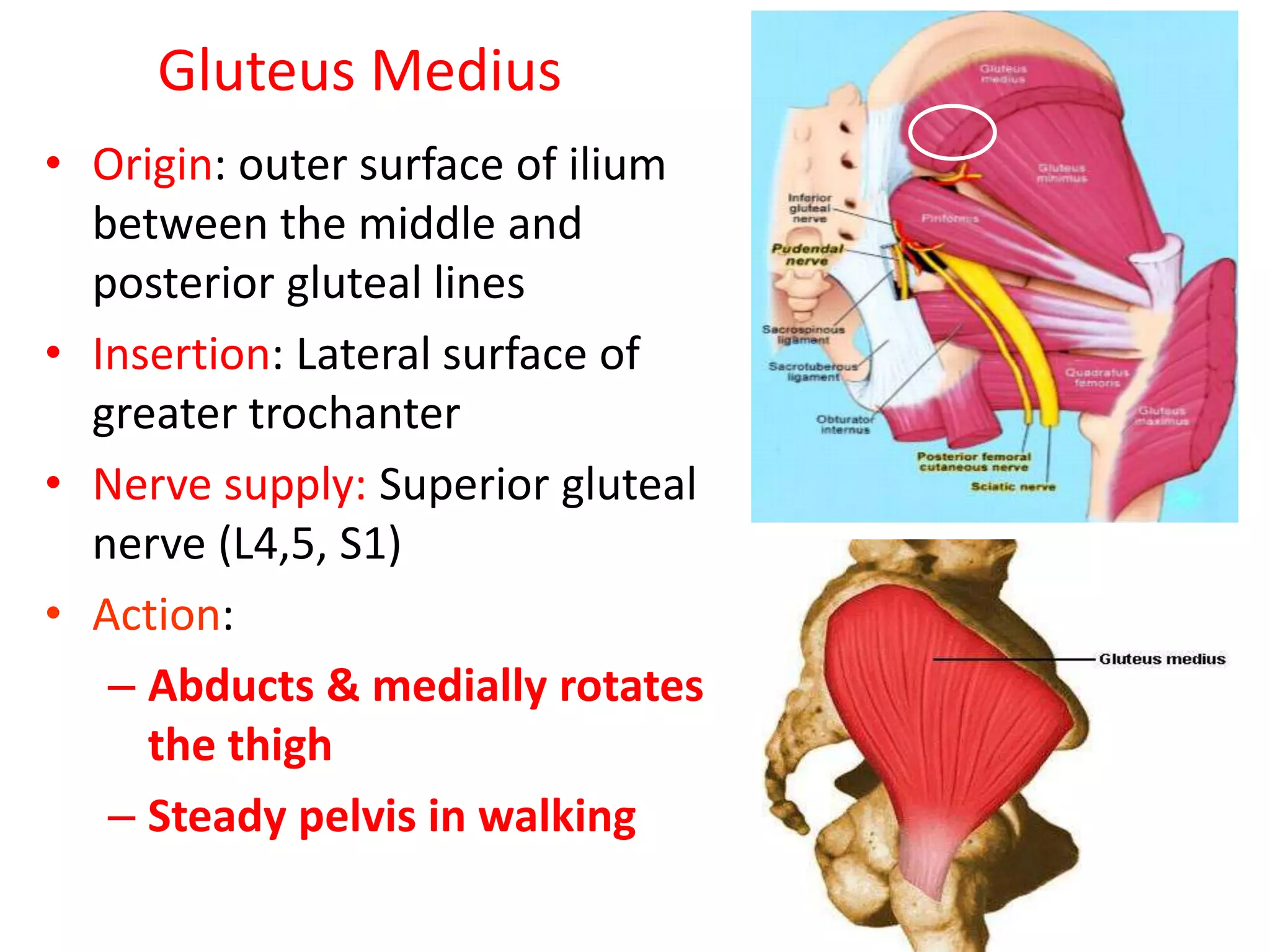 02 THE GLUTEAL REGION-AN OVERVIEW OF KURIA SERIES.pptx