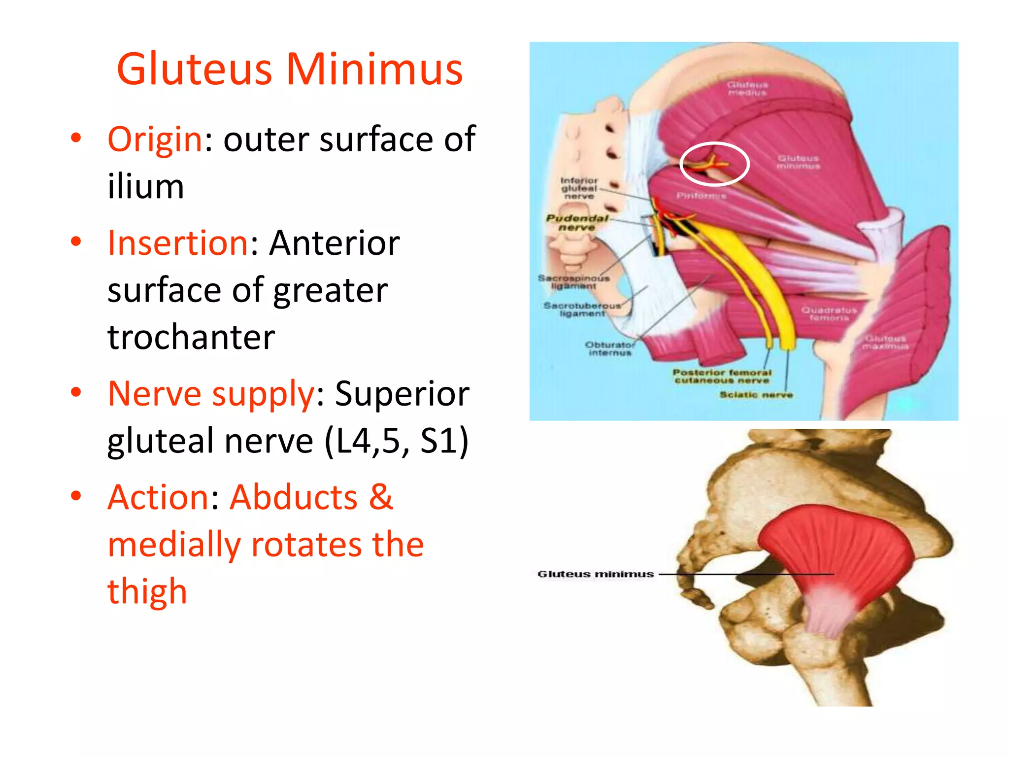 02 THE GLUTEAL REGION-AN OVERVIEW OF KURIA SERIES.pptx