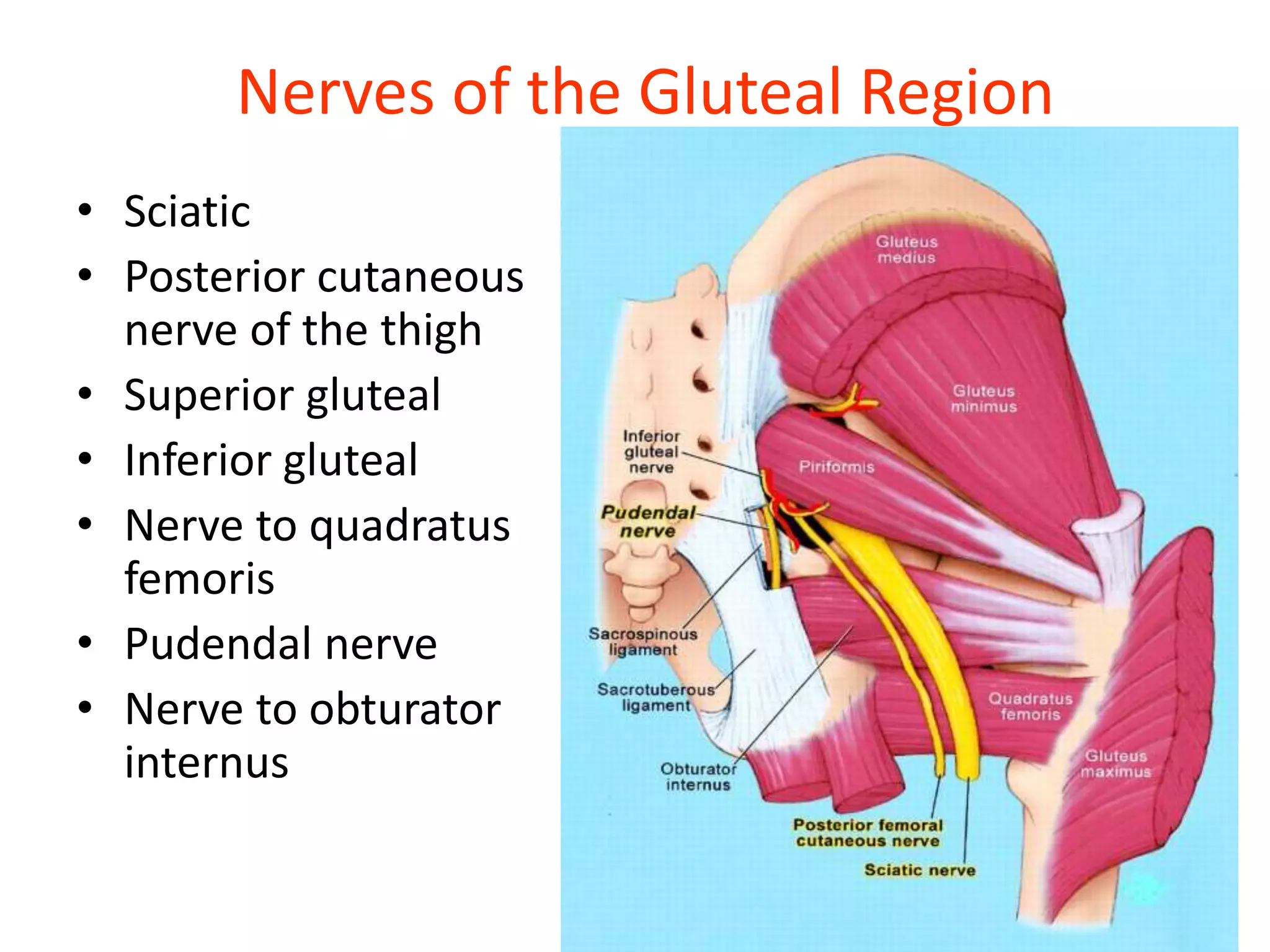 02 THE GLUTEAL REGION-AN OVERVIEW OF KURIA SERIES.pptx