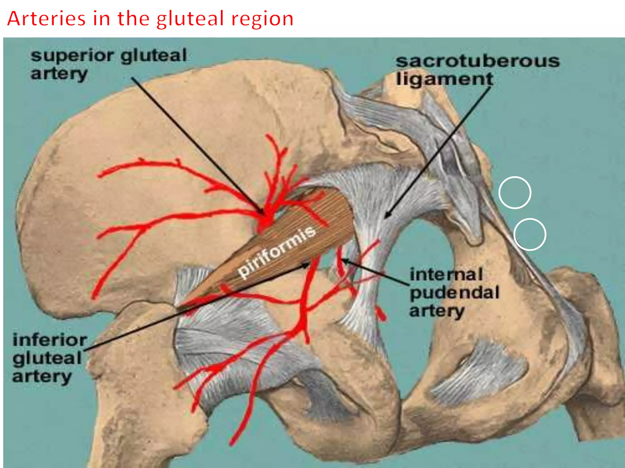 02 THE GLUTEAL REGION-AN OVERVIEW OF KURIA SERIES.pptx