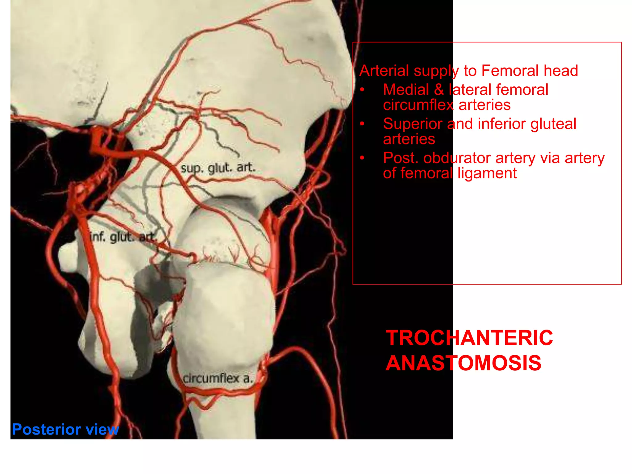 02 THE GLUTEAL REGION-AN OVERVIEW OF KURIA SERIES.pptx