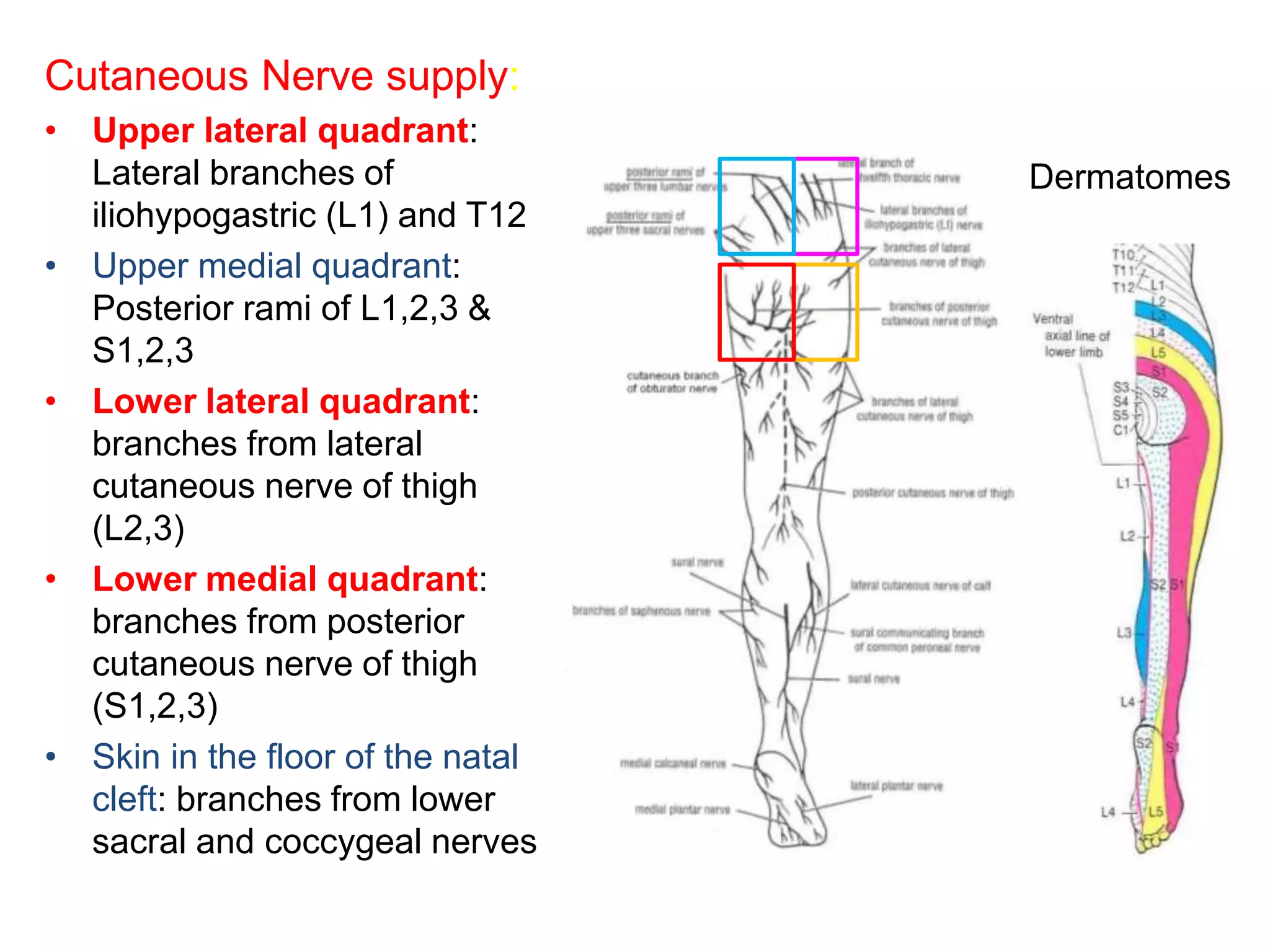 02 THE GLUTEAL REGION-AN OVERVIEW OF KURIA SERIES.pptx