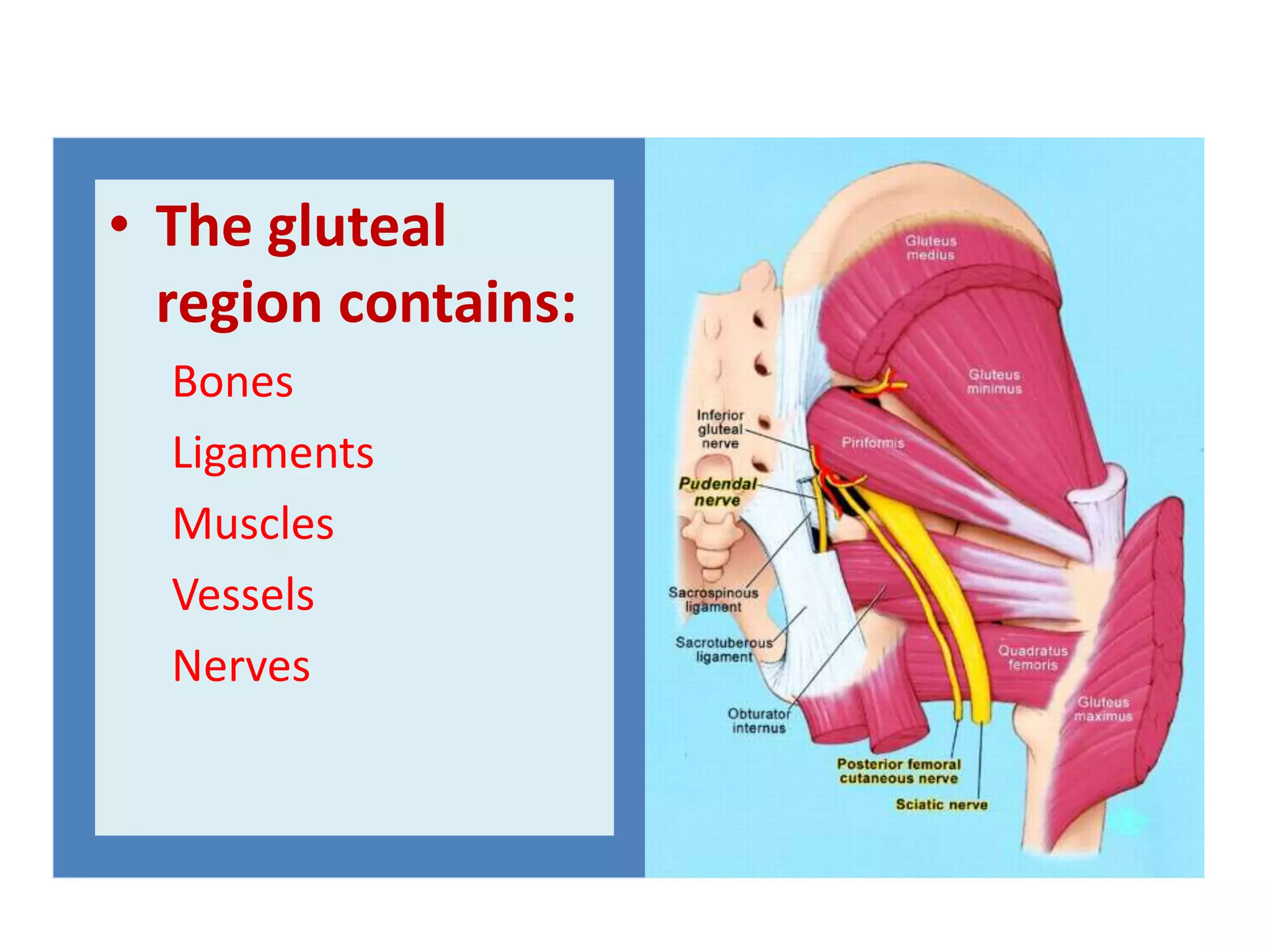 02 THE GLUTEAL REGION-AN OVERVIEW OF KURIA SERIES.pptx