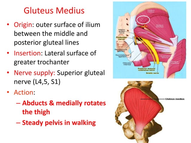 02 THE GLUTEAL REGION-AN OVERVIEW OF KURIA SERIES.pptx | Death, Injury ...