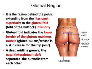 02 THE GLUTEAL REGION-AN OVERVIEW OF KURIA SERIES.pptx