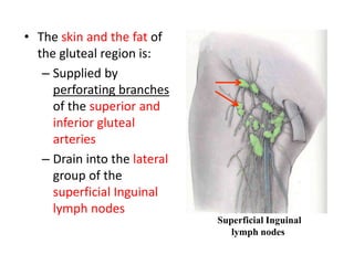 02 THE GLUTEAL REGION-AN OVERVIEW OF KURIA SERIES.pptx