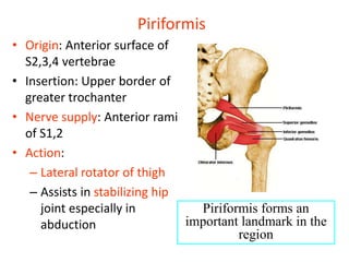 02 THE GLUTEAL REGION-AN OVERVIEW OF KURIA SERIES.pptx