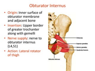 Obturator Externus Origin And Insertion