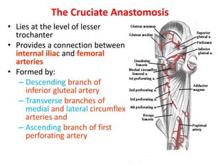 Cruciate Anastomosis