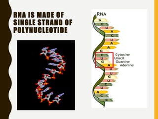 02 the nucleic_acids and its functions | PPT