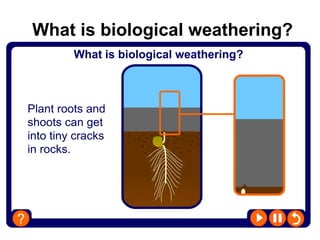 Biological Weathering Diagram