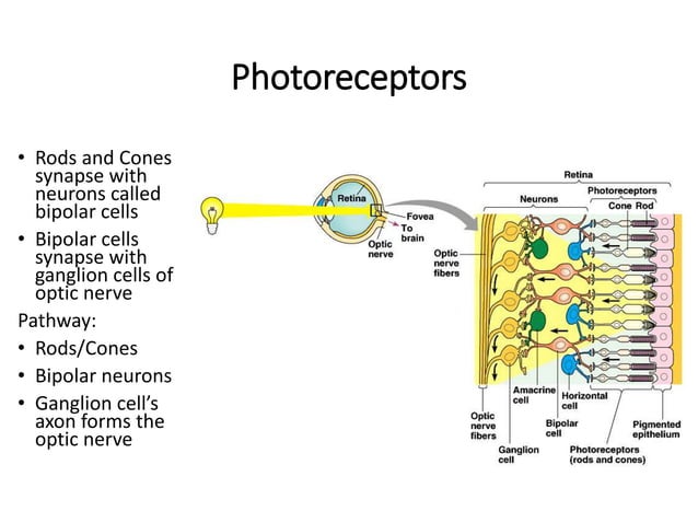 Vision.pptx | Eye and Vision Conditions | Diseases and Conditions