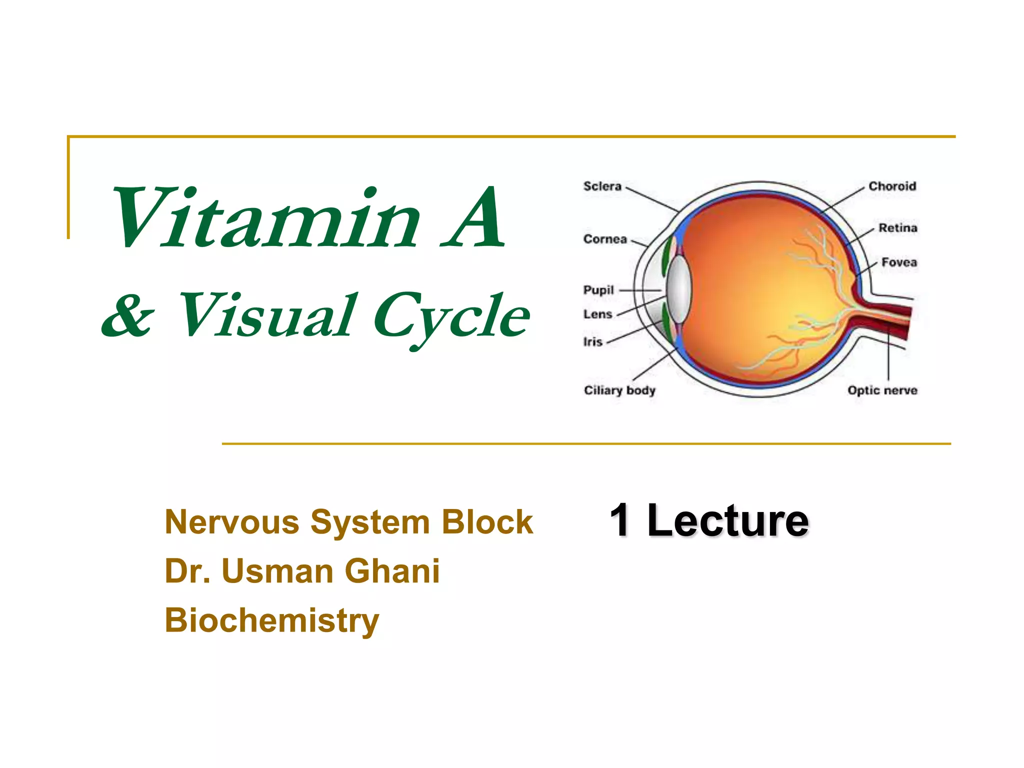 02 Vitamin A.ppt