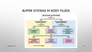 02 Water, Acid-Base Balance, Buffer systems 2025.pdf