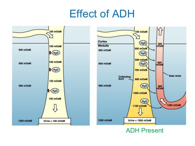 02 water electrolytes_pti