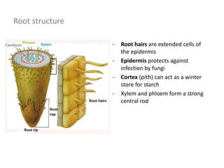 Transport in plants | PPTX