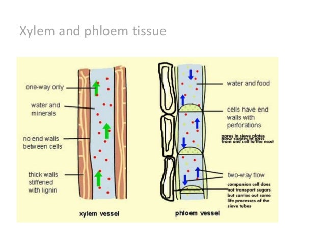 Xylem And Phloem Vs Circulatory System Youtube