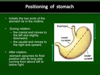 Development of stomach | PPTX