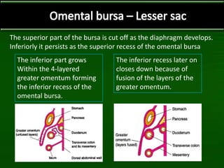 Development of stomach | PPTX