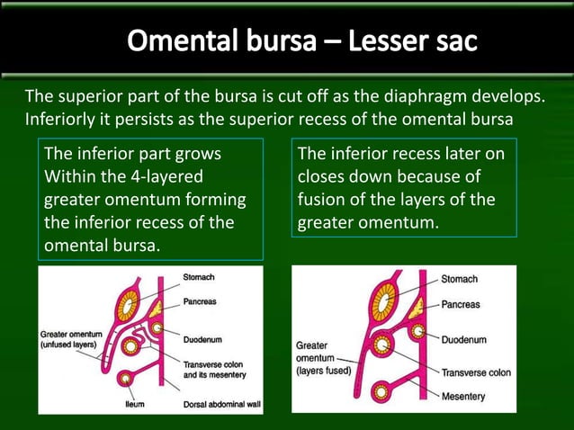 Development of stomach | PPTX