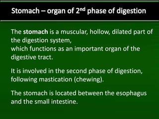 Development of stomach | PPTX