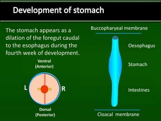 Development of stomach | PPTX
