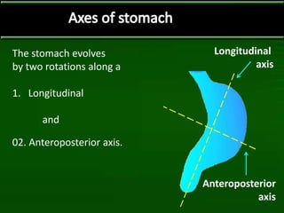 Development of stomach | PPTX
