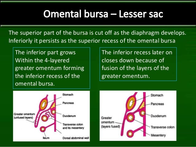 Development of stomach
