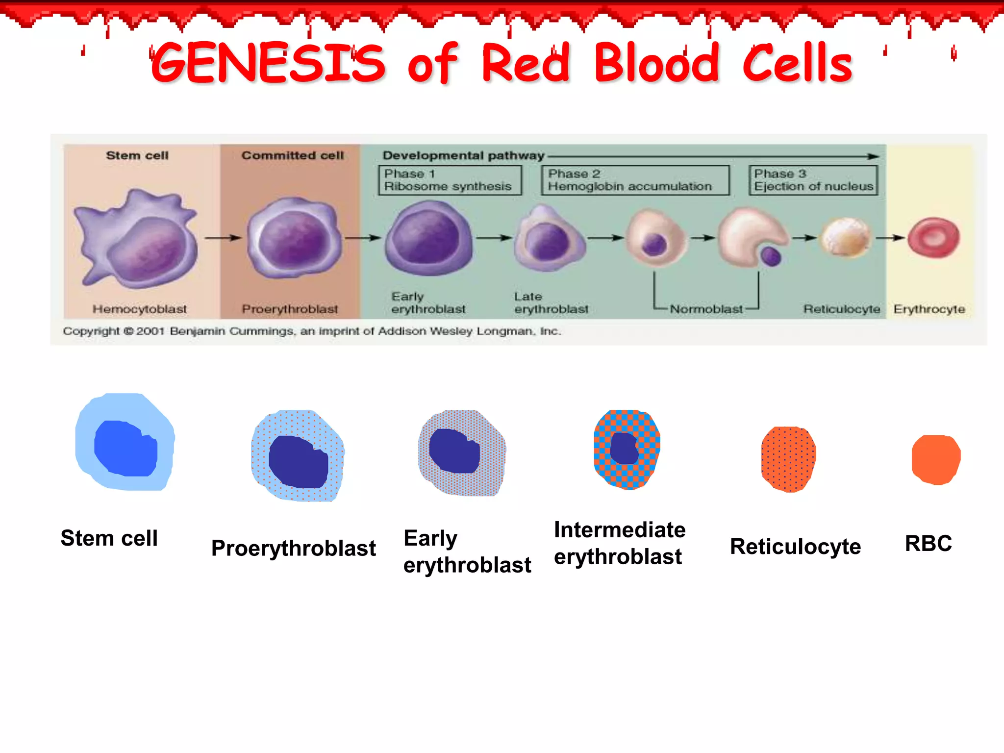 pathophysiology of rbc ( red blood cells) | PPTX