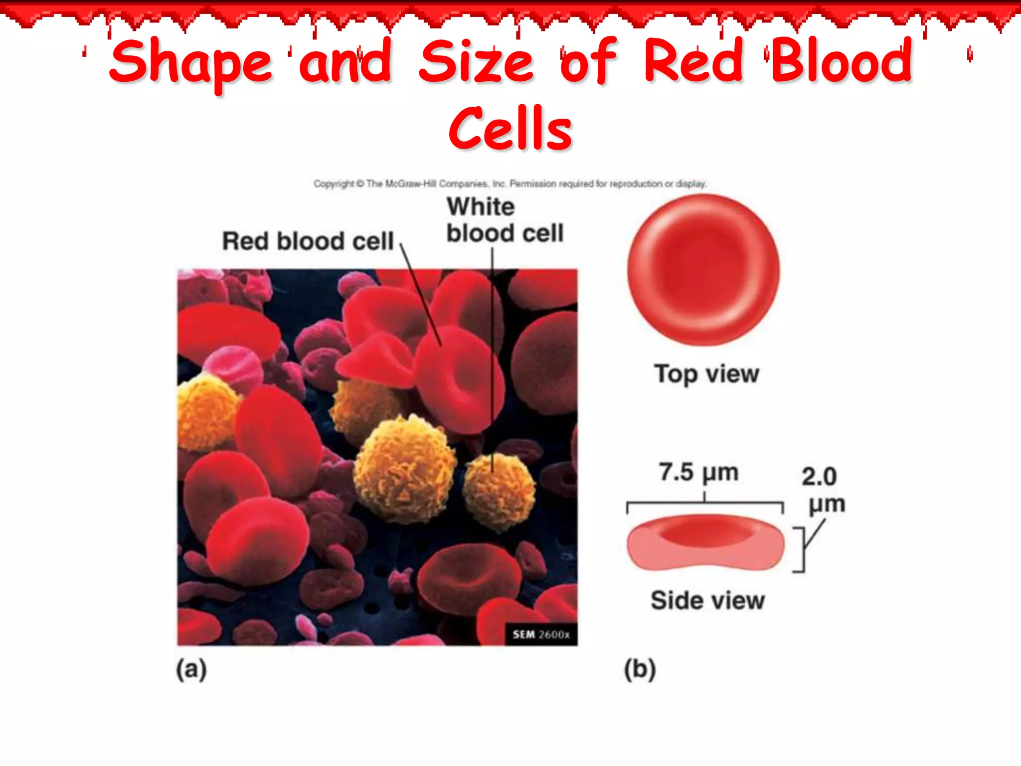 pathophysiology of rbc ( red blood cells) | PPTX