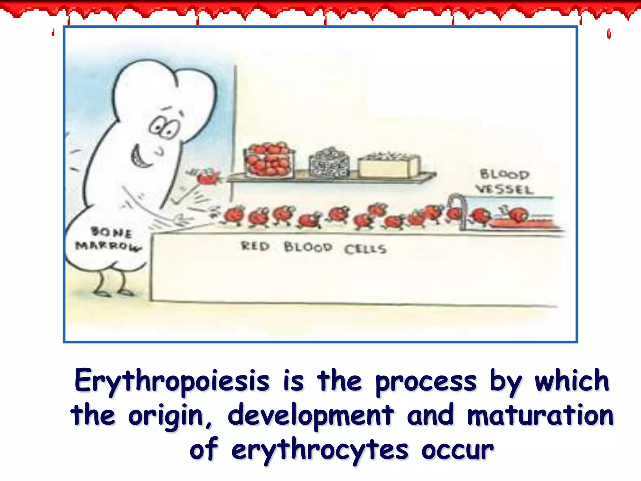 pathophysiology of rbc ( red blood cells) | PPTX