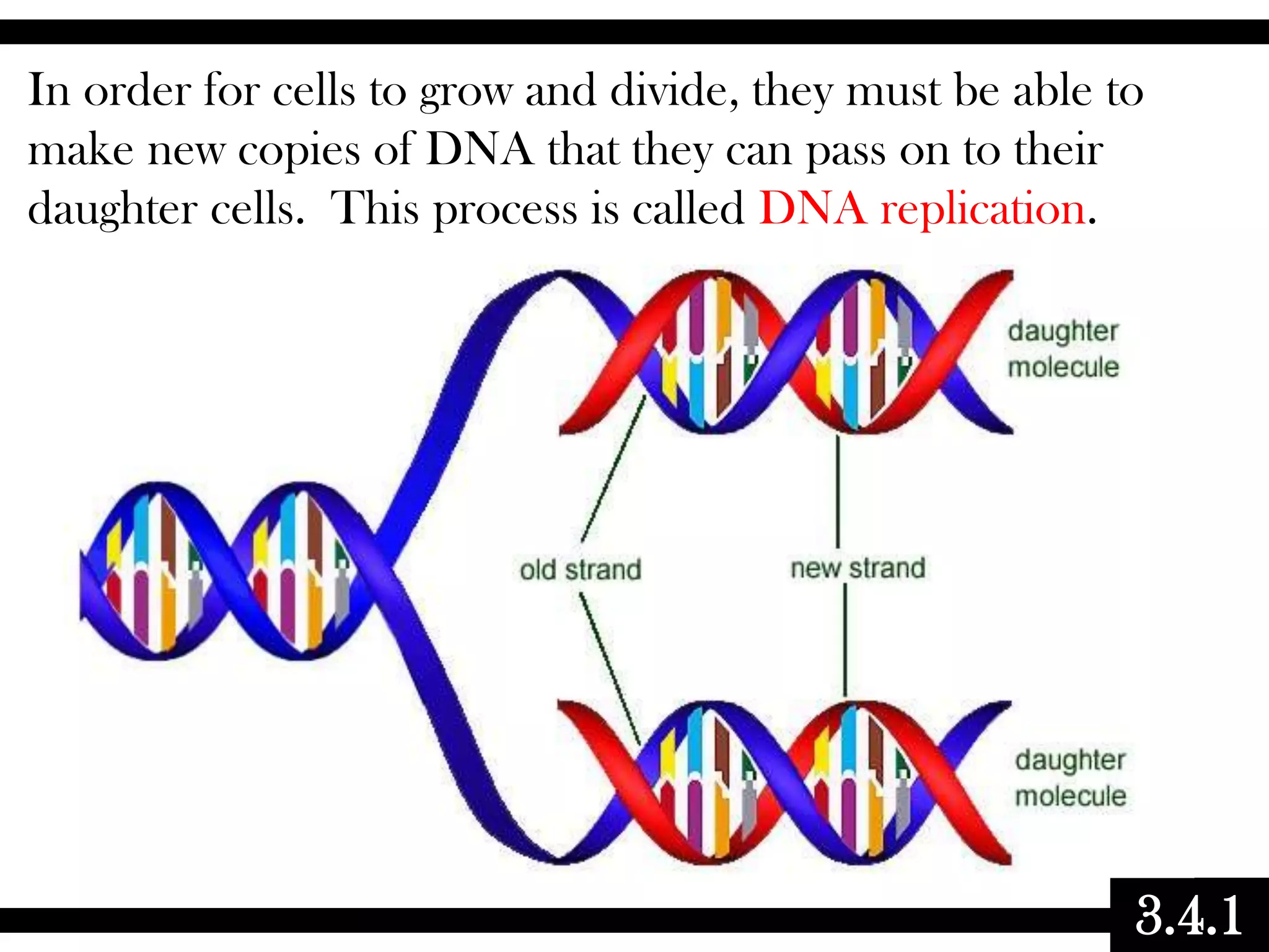 03.4 biochemistry - dna replication | PPTX
