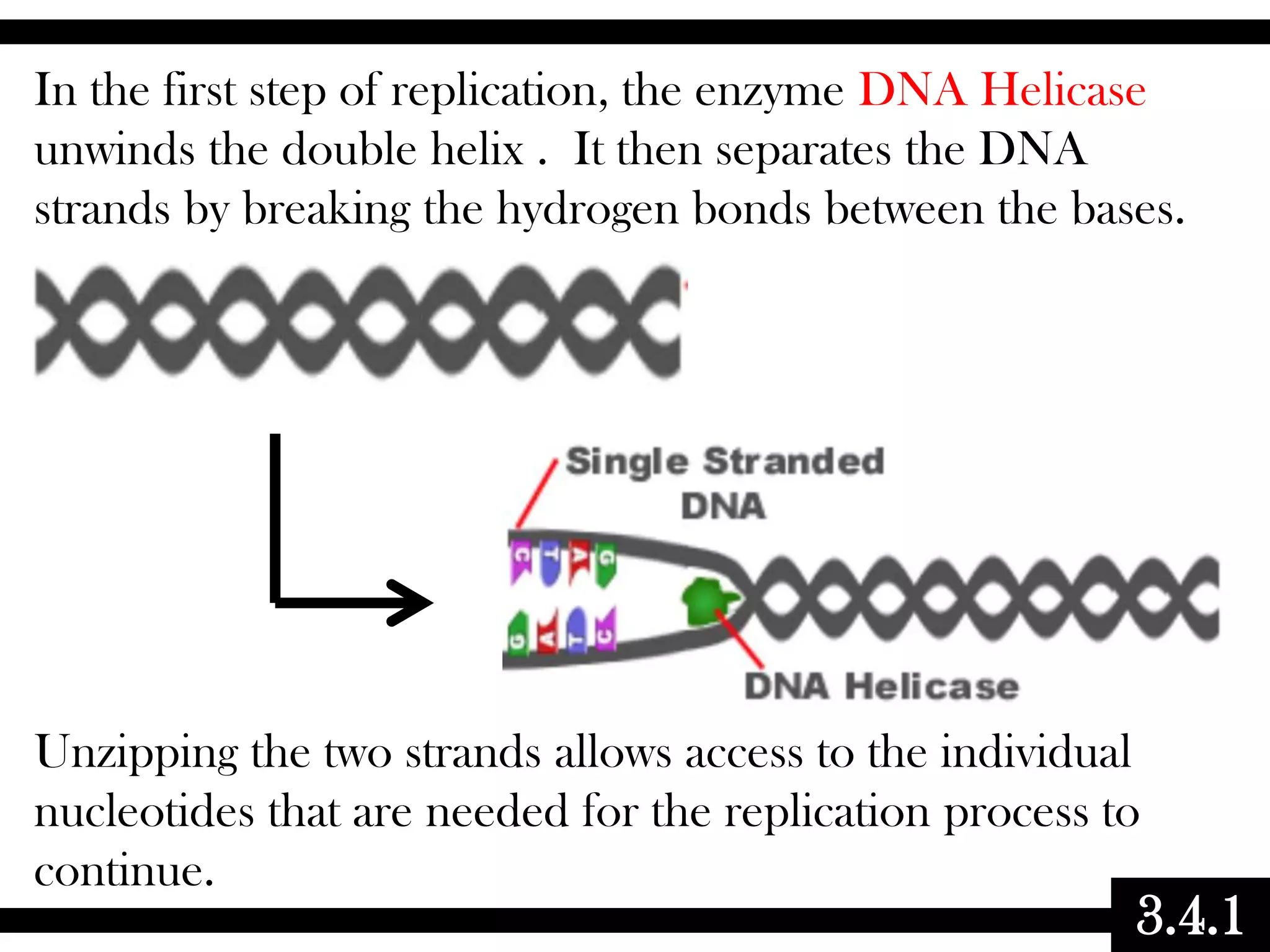 03.4 biochemistry - dna replication | PPTX