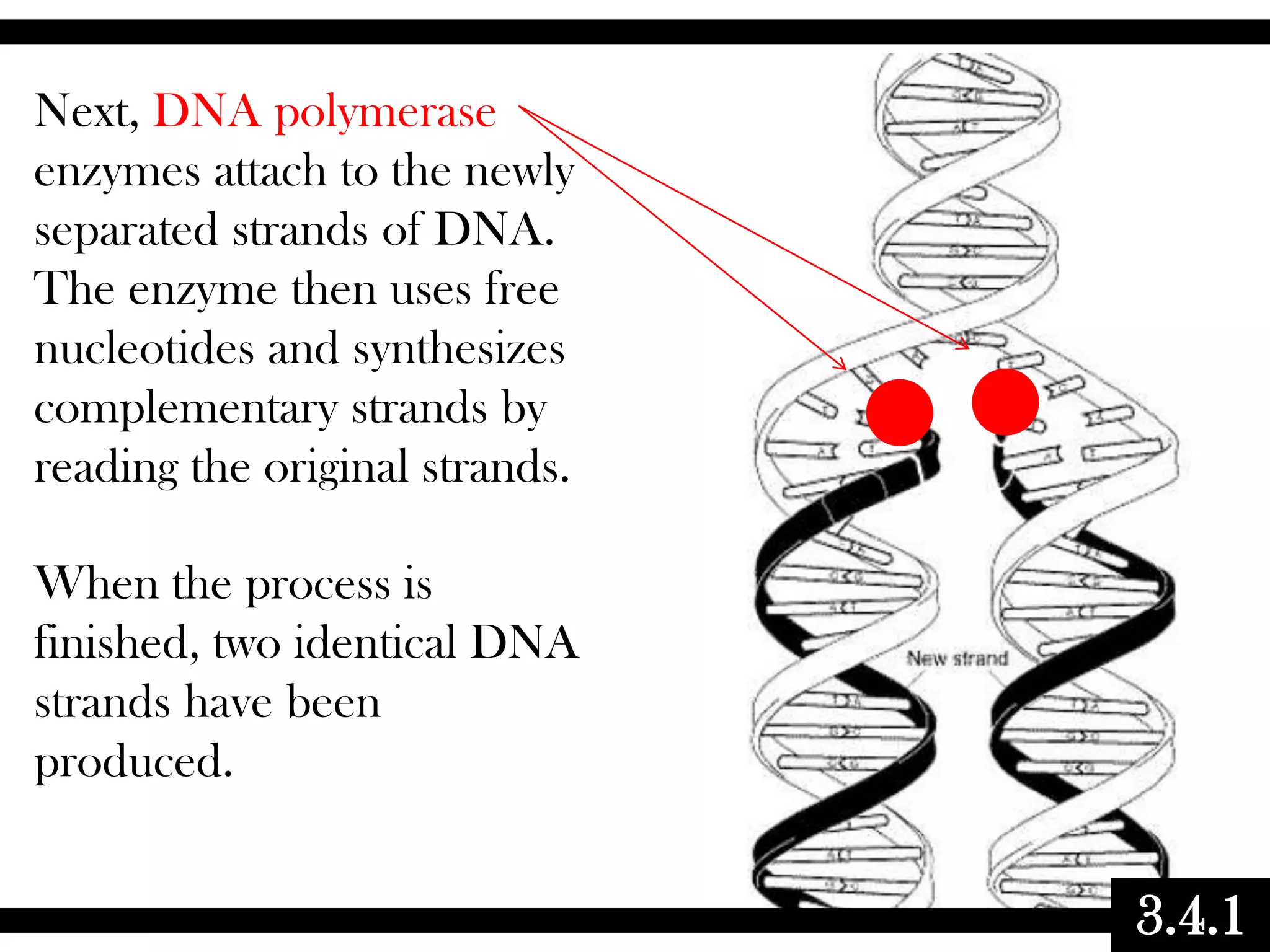 03.4 biochemistry - dna replication | PPTX