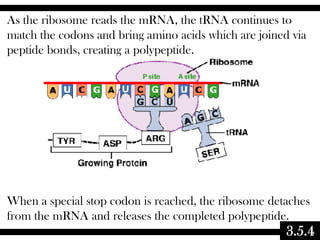 03.5 biochemistry - transcription & translation | PPT