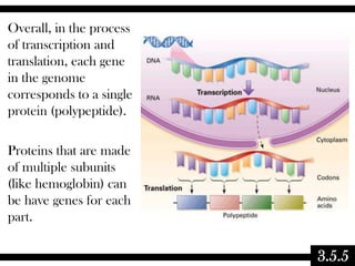 03.5 biochemistry - transcription & translation | PPTX | Chemistry ...