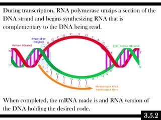 03.5 biochemistry - transcription & translation | PPT