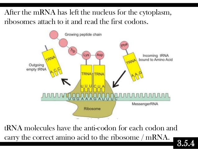 03.5 biochemistry - transcription & translation