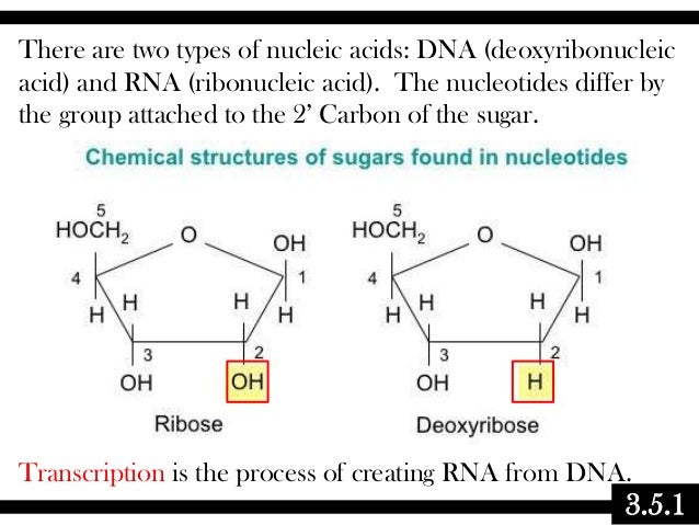 03.5 biochemistry - transcription & translation