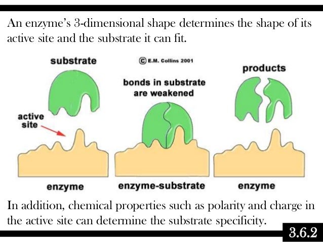 03.6 biochemistry - enzymes