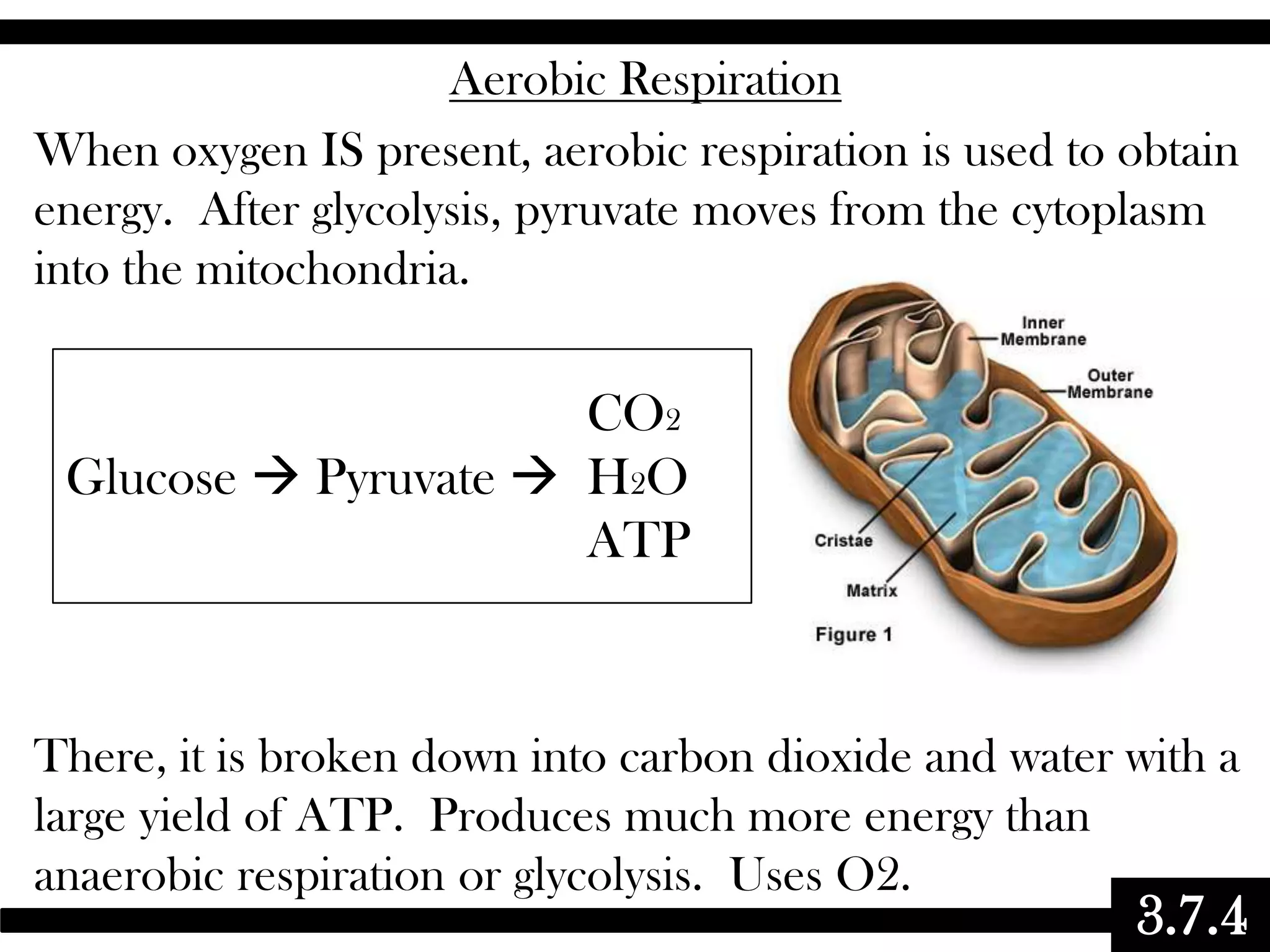 03.7 biochemistry - cellular respiration | PPTX
