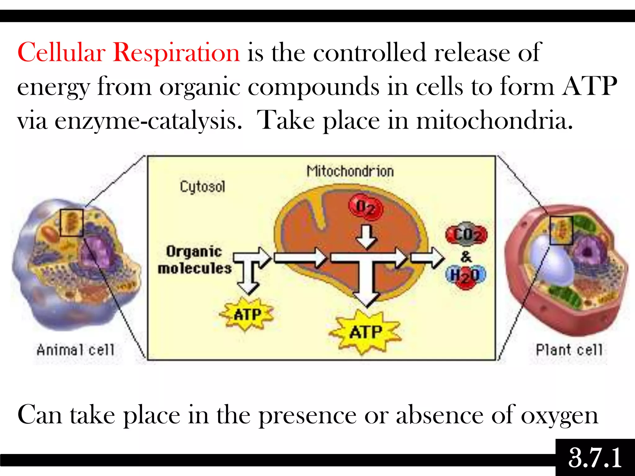 03.7 biochemistry - cellular respiration | PPTX