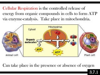 03.7 biochemistry - cellular respiration | PPTX