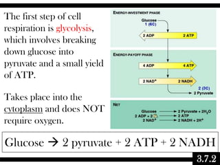 03.7 biochemistry - cellular respiration | PPTX