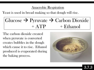 03.7 biochemistry - cellular respiration | PPTX