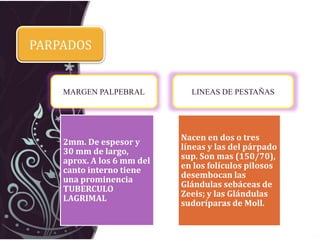 examen externo OPTICA | PPTX