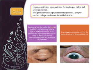 examen externo OPTICA | PPTX