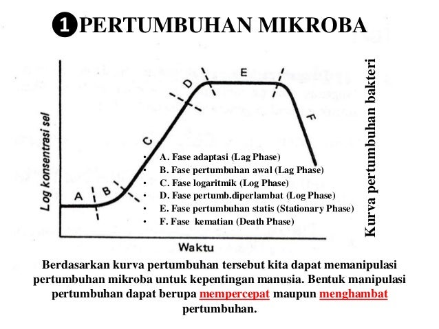 Fase Pertumbuhan Mikroba Dalchaebi