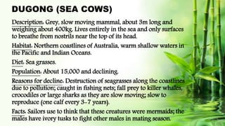 SUSTAINABILITY: ENDANGERED MARINE SPECIES | PPT